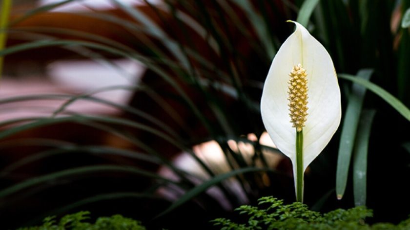 The Resilient Araceae Family: A Guide to Indoor Plants – BURSONCENTER